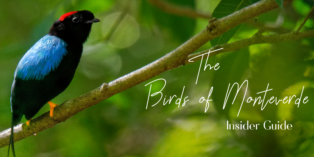 Birds of Monteverde